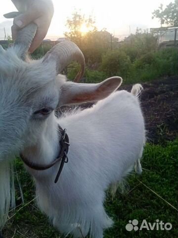 Коза дойная