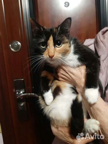 Бабушкина кошка в добрые руки