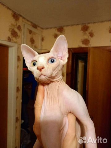Разноглазая кошечка канадский сфинкс