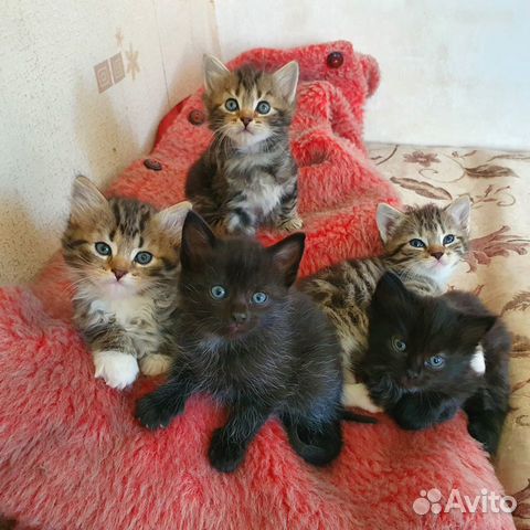 Котята 1,5 месяца в хорошие руки