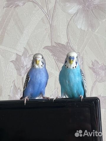 Волнистый попугай ручной