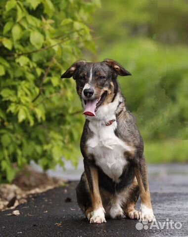 Собака в ответственные руки