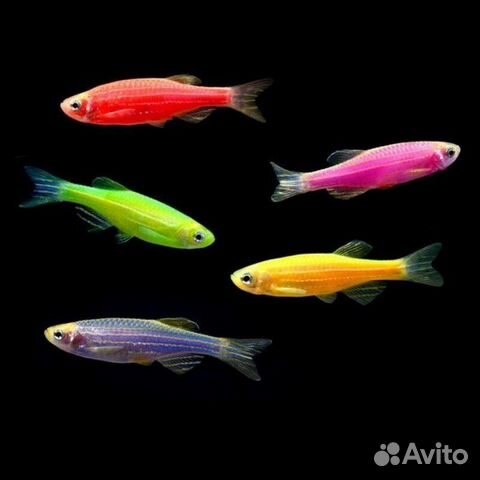 Рыба данио 2 шт