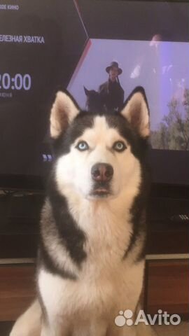 Сибирский хаски вязка