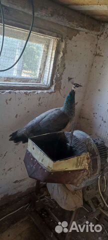 Павлин самка