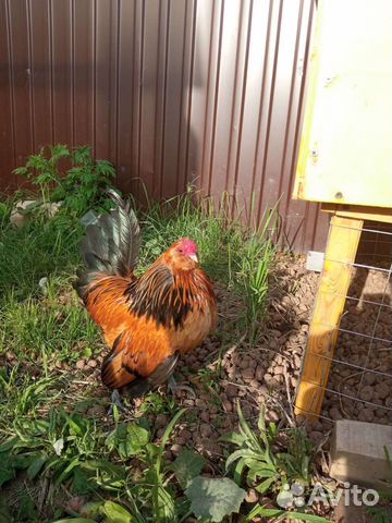 Курочка и петух
