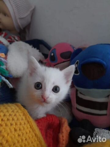 Котенок ищет дом