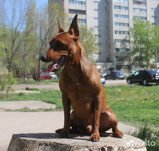 Цвергпинчер, рыжий кобель