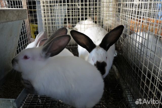 Калифорнийские 6-7 мес