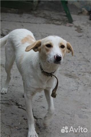 Благородная красивая собачка в добрые руки