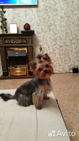 Малышка Йорк