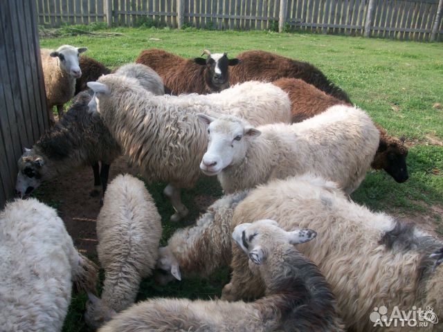 Овечки,баранчики