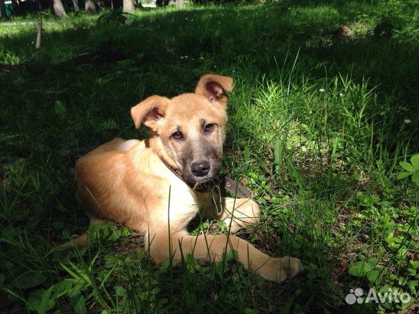 Маша. 7 мес. Стерилизована. В дар