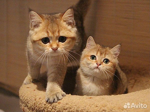 Золотая тикированная шиншилла помет Д