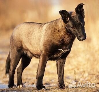 Нора - смышлёная и бойкая красавица