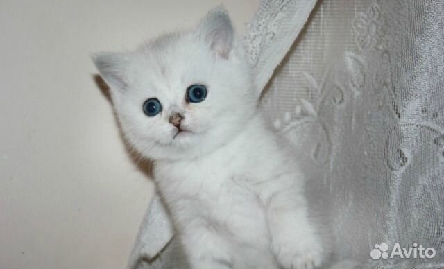 Британские котята