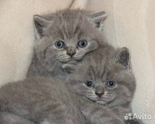 Британские плюшевые котята