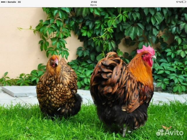 Орпингтон цыплята 4-5 месяцев, Куры 16месяцев, яйц