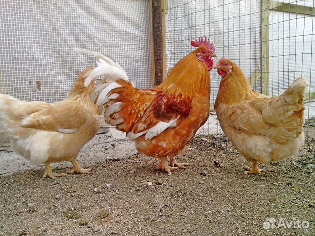 Мини - мясные