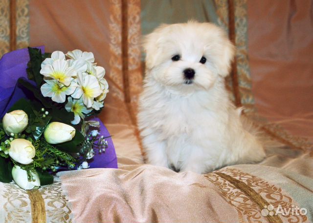 Белоснежное чудо