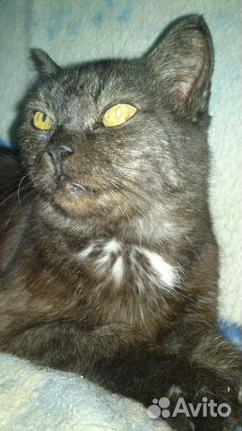 Домашнюю кошечку сдали в приют