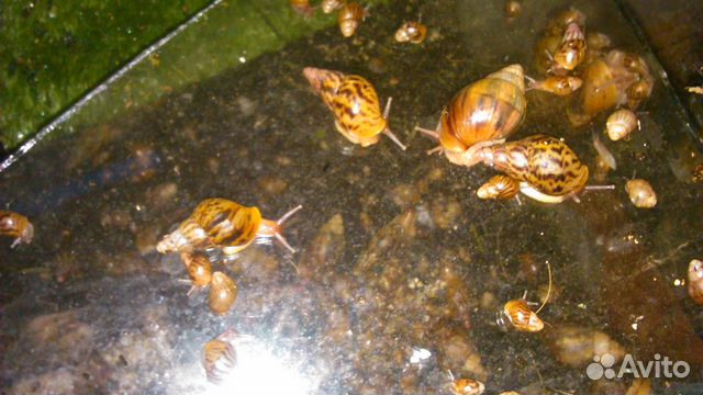 Улитки Ахатины