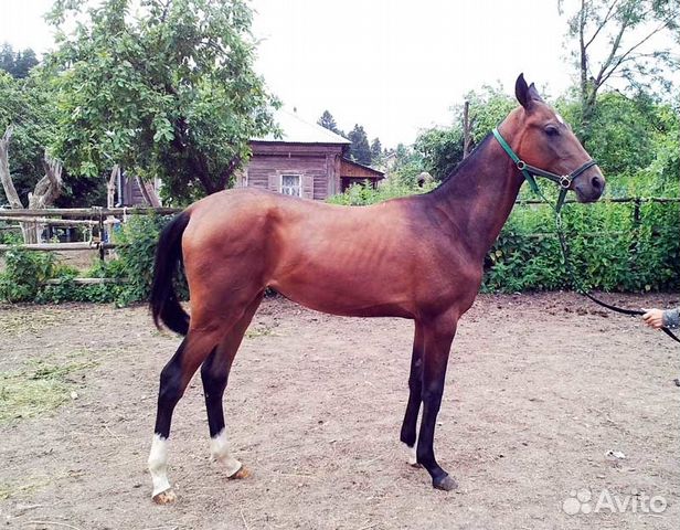 Ахалтекинская кобылка под заездку
