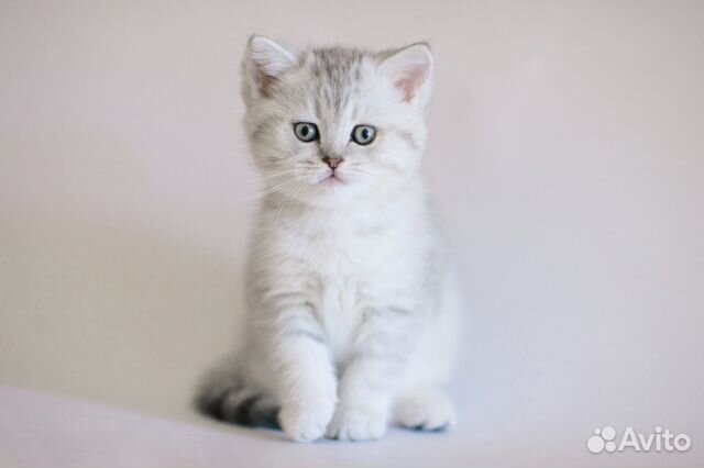 Ласковый британский котик Франциск (Франсик)