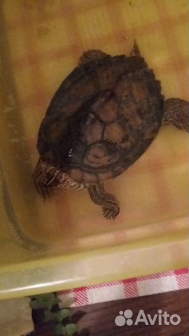 Водная черепаха