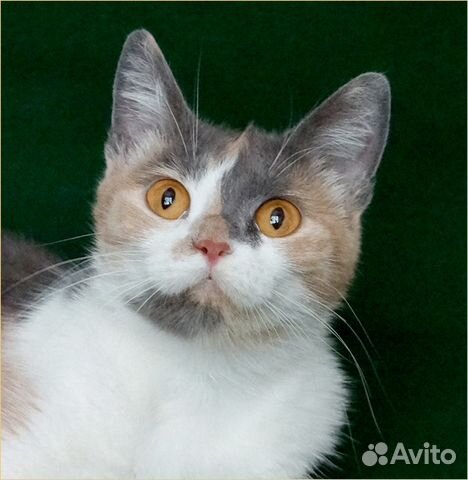 Грациозная кошечка Алина