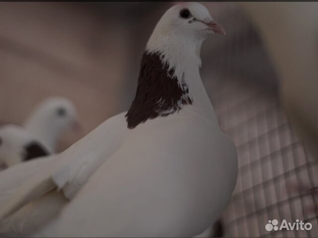 Голуби бакинские бойные шейки вишневые с лентой