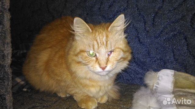 Рыжая кошечка-лисичка Ася (инвалид)