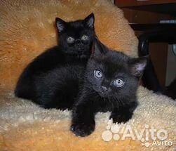 Мини пантерки