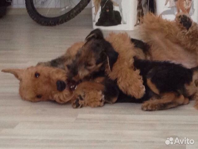 Щенки эрдельтерьера в Екатеринбурге