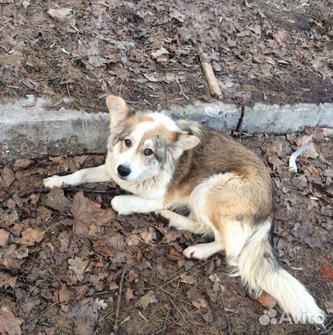 Ласковая собака в дар