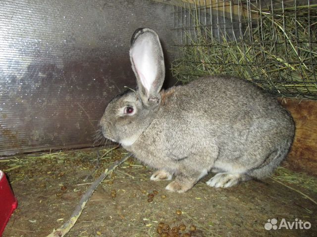 Кролики породы серый великан
