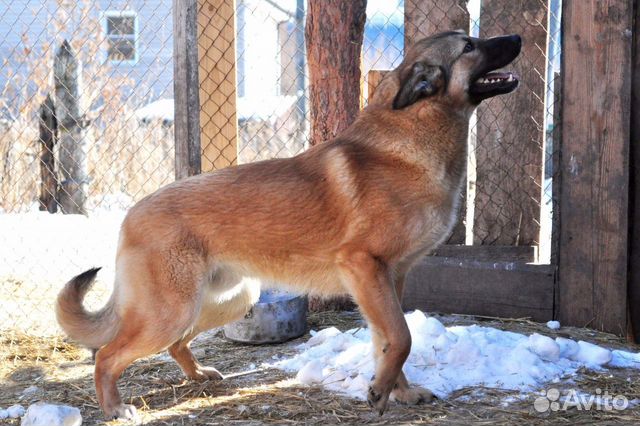 Собака в надёжные руки