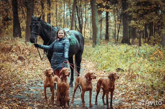 Щенки венгерской выжлы, питомник