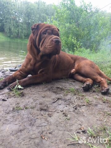 Жених для вязки