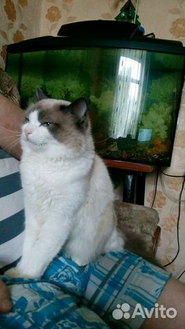 Милые куколки