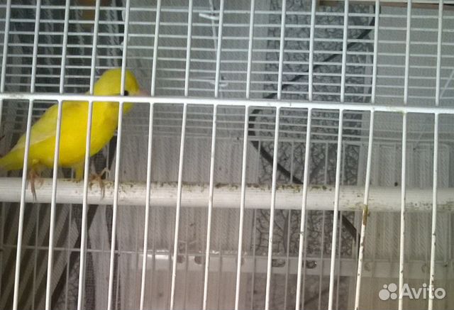 Кенар овсяночный напев,канарейки самки