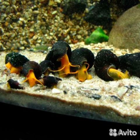 Тиломелания оранжевый кролик