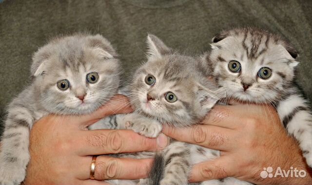 Котята полосатые тигрята - котик