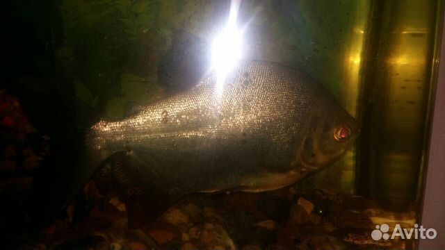 Пирания Амазонка