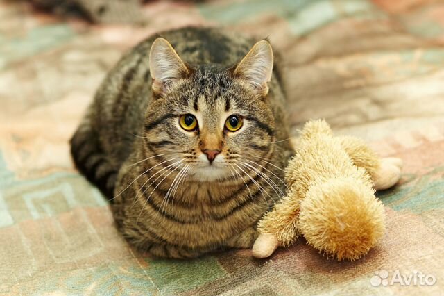 Кот Серега