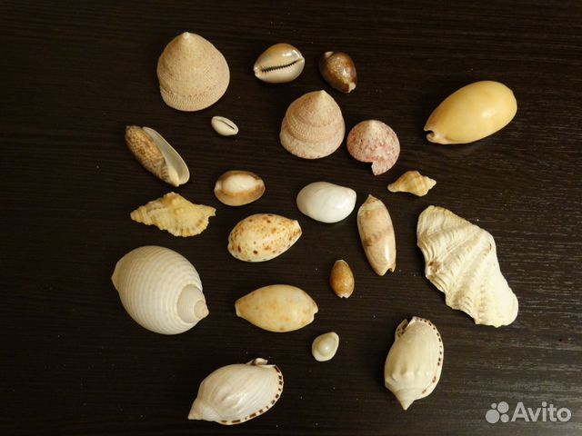 Ракушки в аквариум
