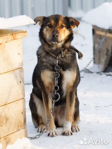 Собачка Сима в добрые руки