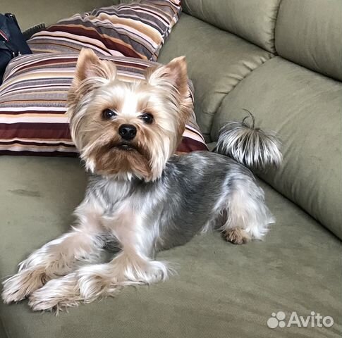 Йоркширский терьер приглашает на вязку