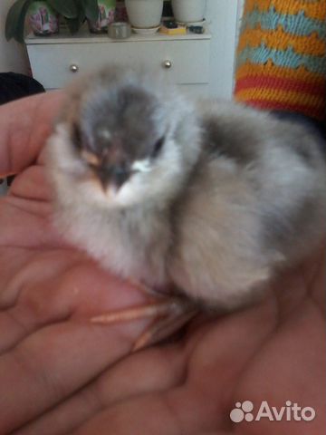 Цветное Яйцо, цыпки