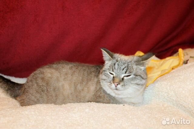 Стерилизованная плюша в добрые руки